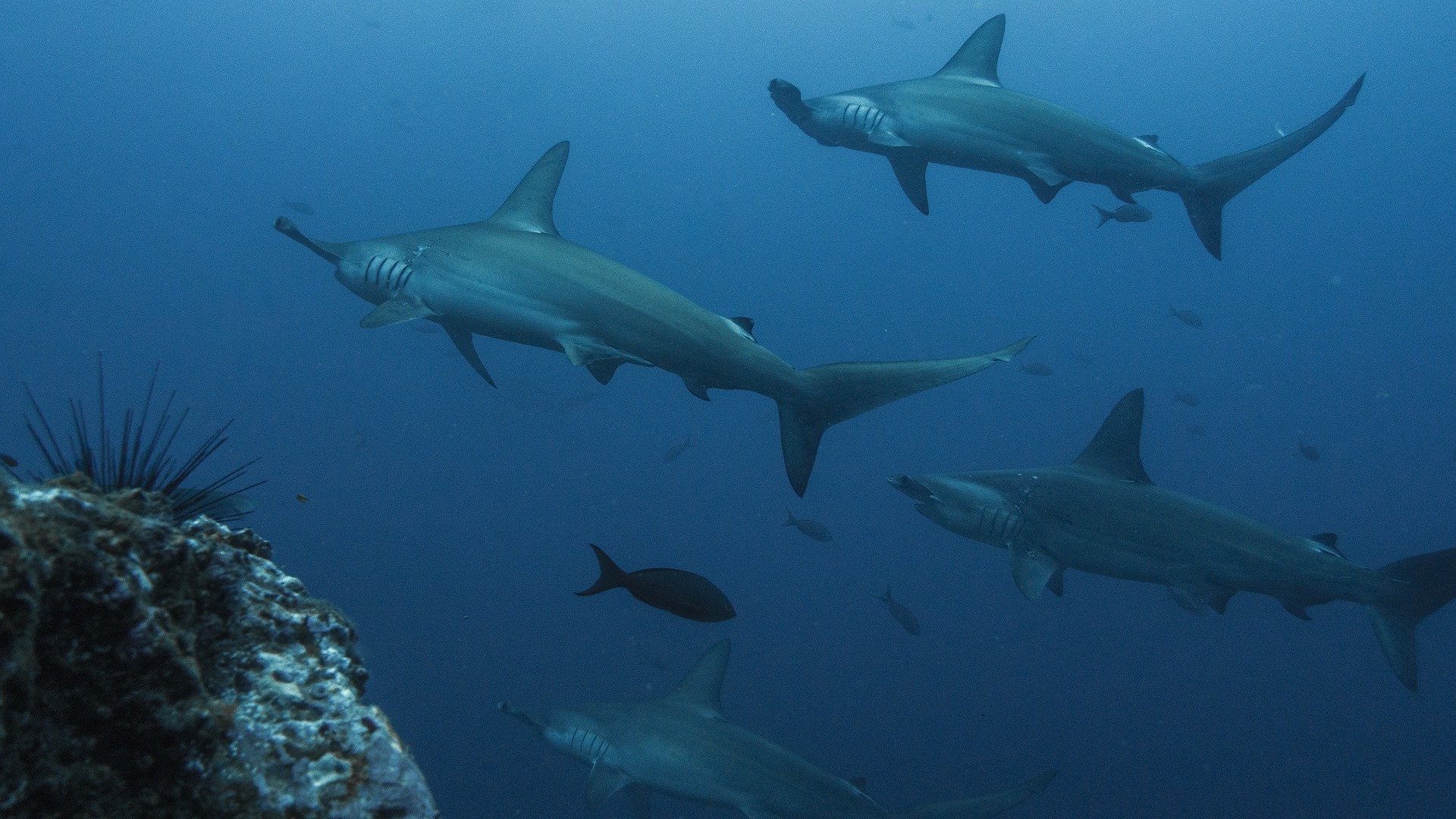 Hammerhead shark (Sphyrna Iewini) nursery areas in the Colombian ...