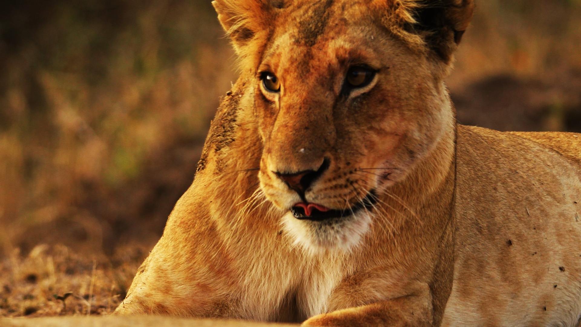 Conserving puma-camelid-scavenger interactions and their ecosystem ...